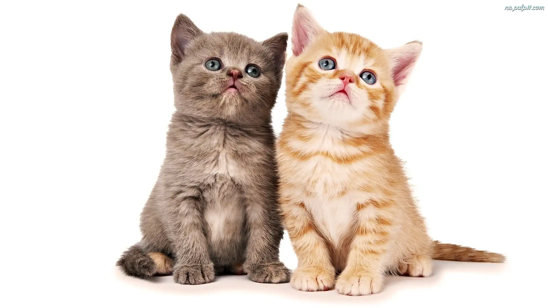 Rudy, Kotki, Dwa, Brązowy Na Pulpit